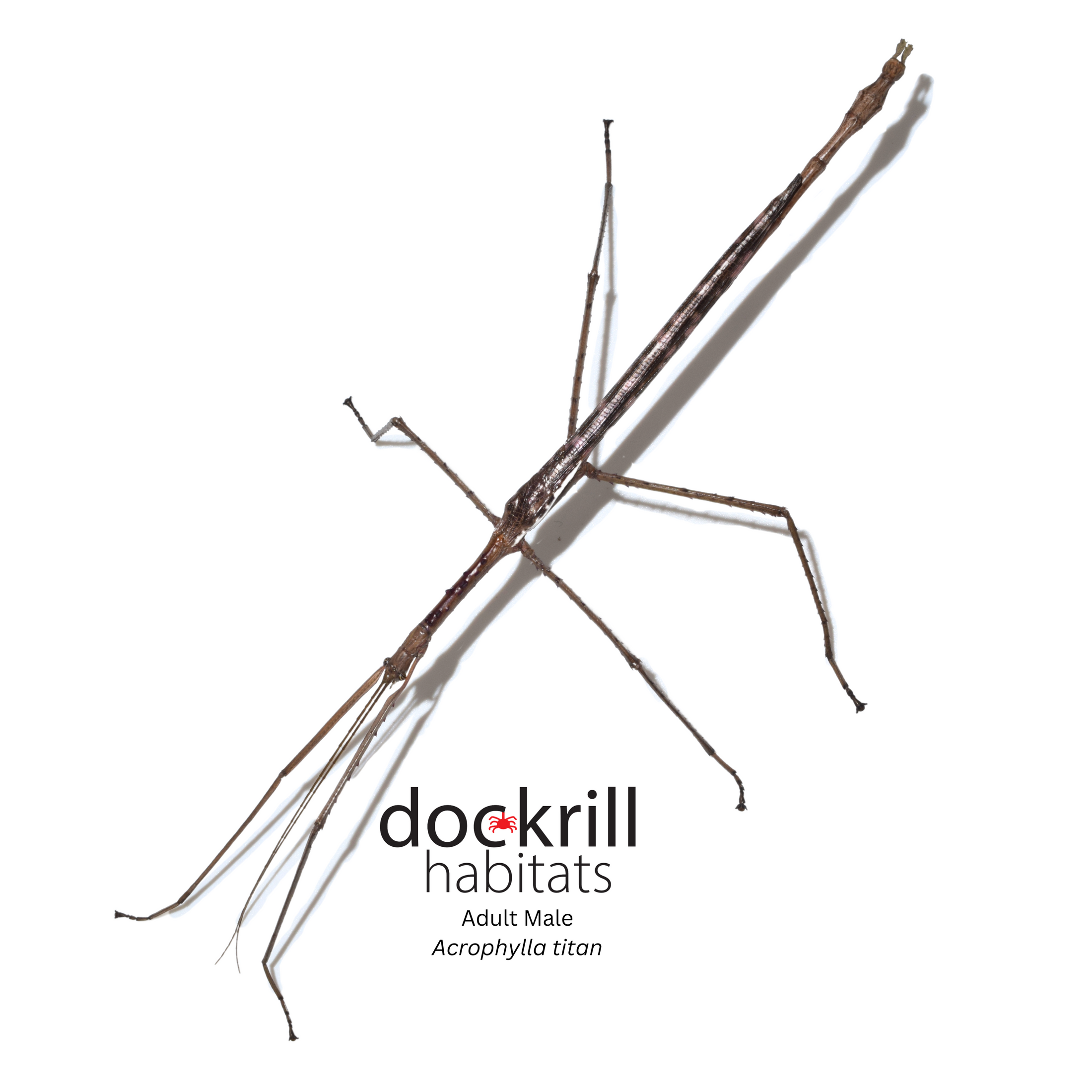 Titan Stick-insect (Acrophylla titan) – Dockrill Habitats