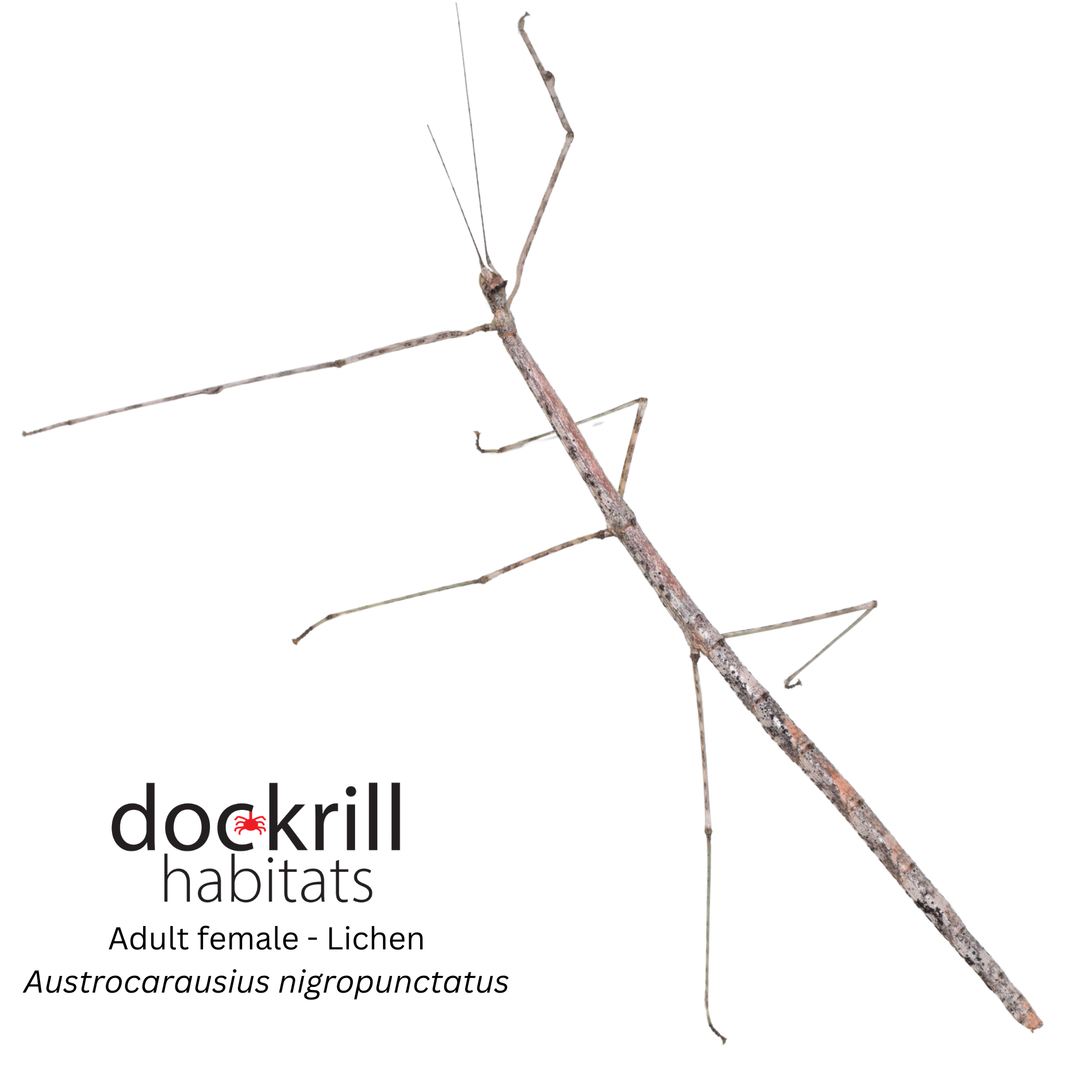 Stick and Leaf Insects – Dockrill Habitats