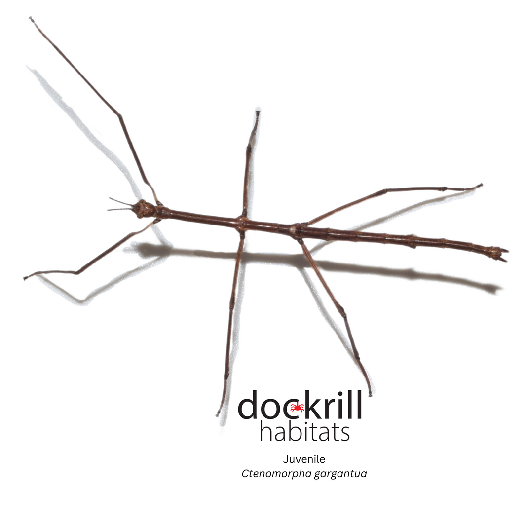 Our Animals – Dockrill Habitats
