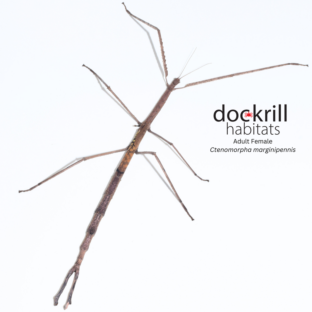 Live Invertebrates – Dockrill Habitats
