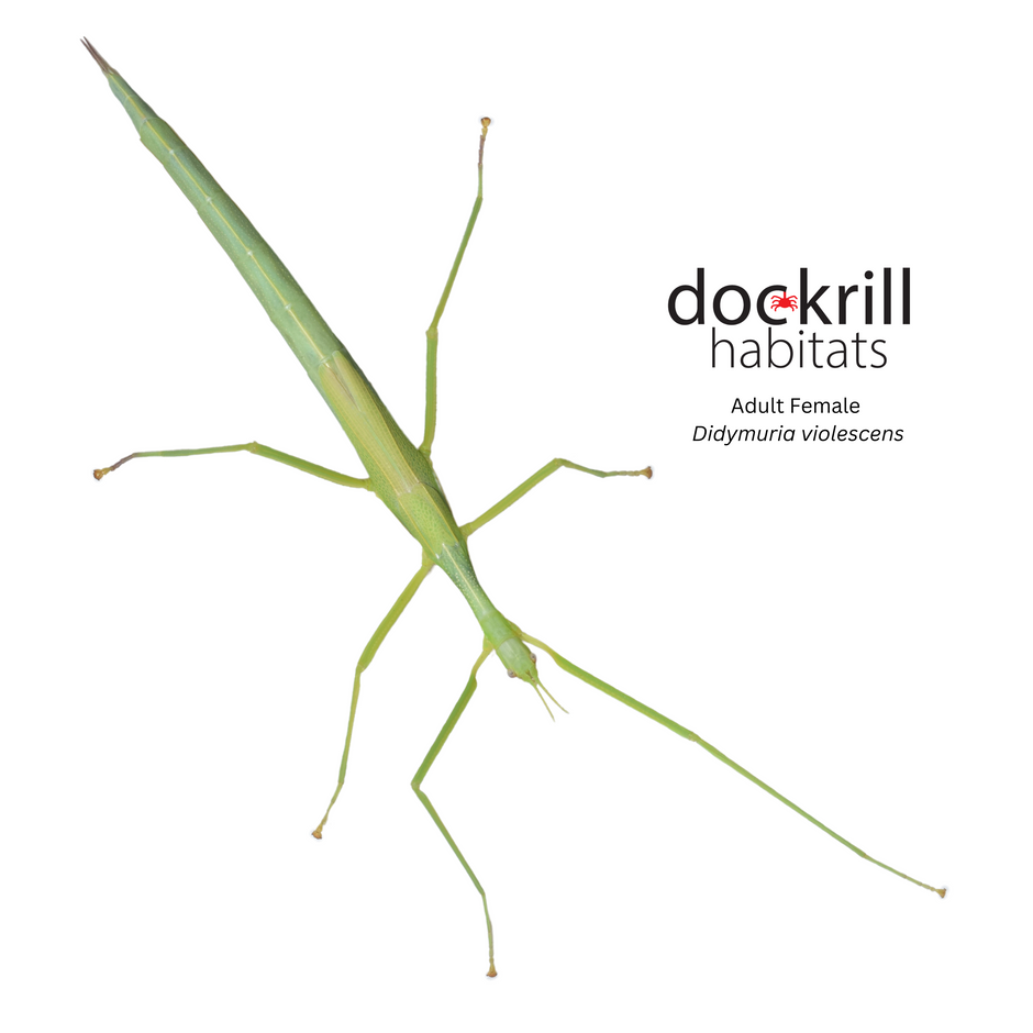 Live Invertebrates – Dockrill Habitats