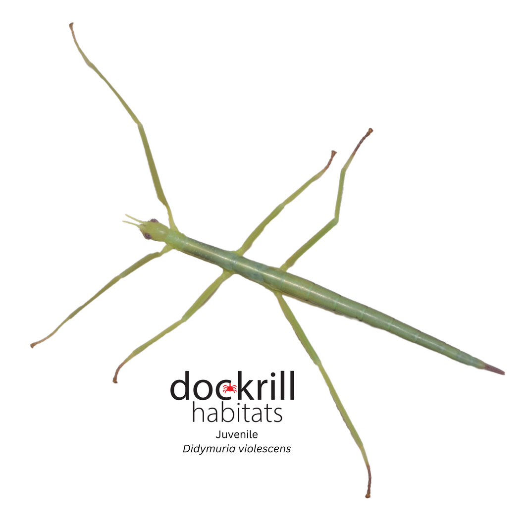 Live Invertebrates – Dockrill Habitats