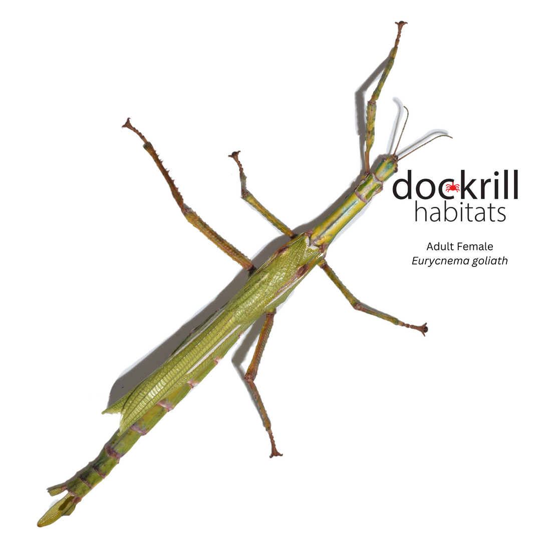 Live Invertebrates – Dockrill Habitats