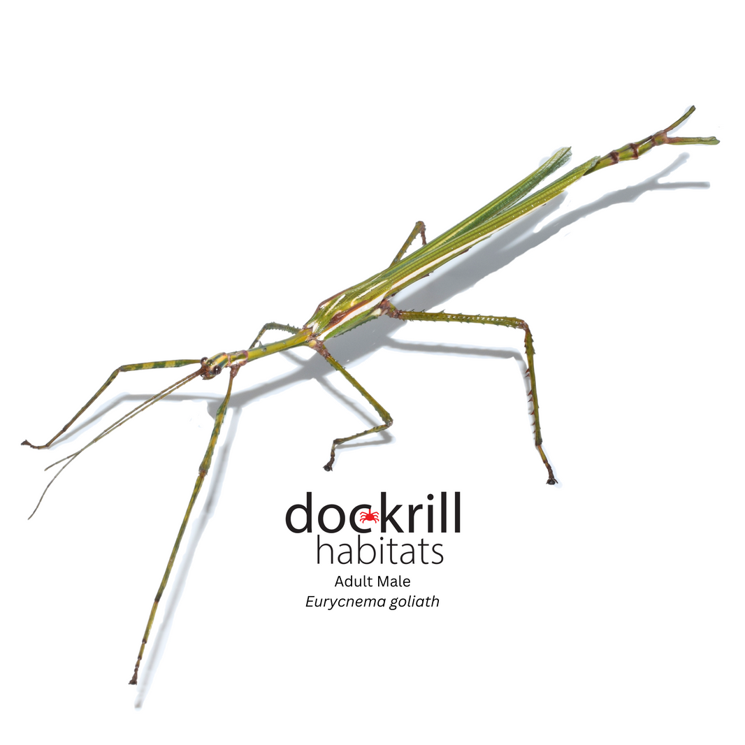Our Animals – Dockrill Habitats