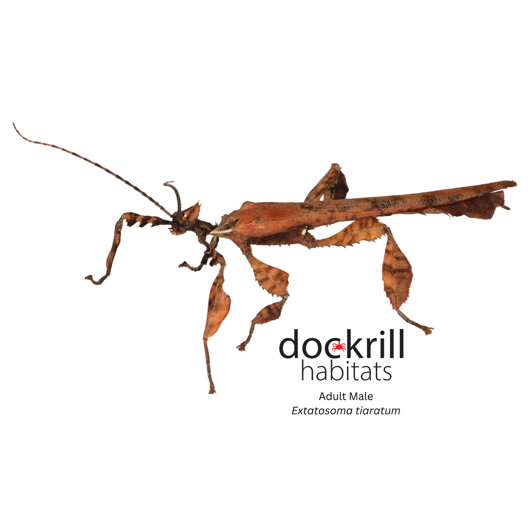 Live Invertebrates – Dockrill Habitats