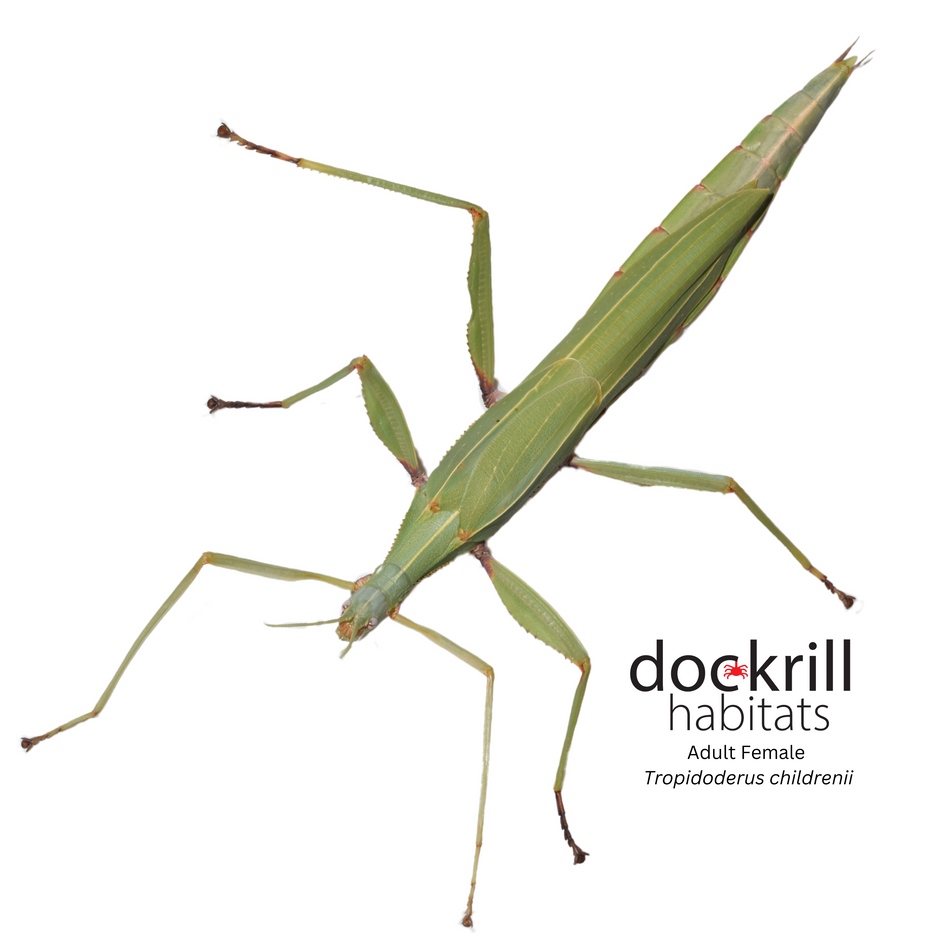 Our Animals – Dockrill Habitats