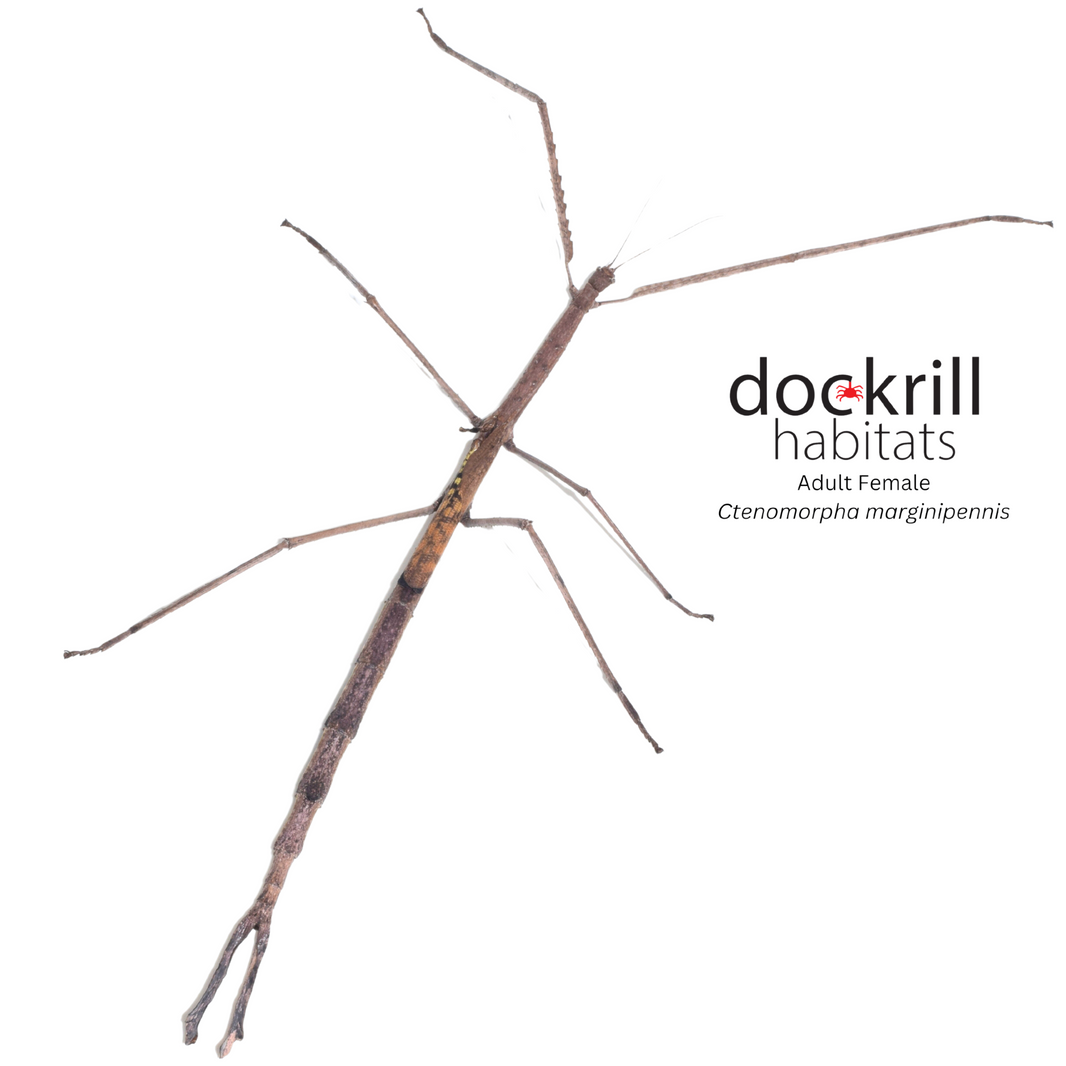Live Invertebrates – Dockrill Habitats