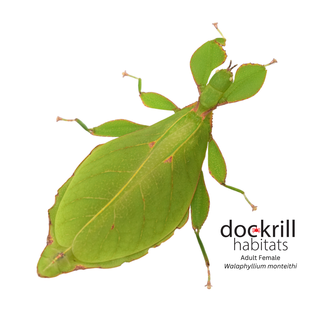 Our Animals – Dockrill Habitats